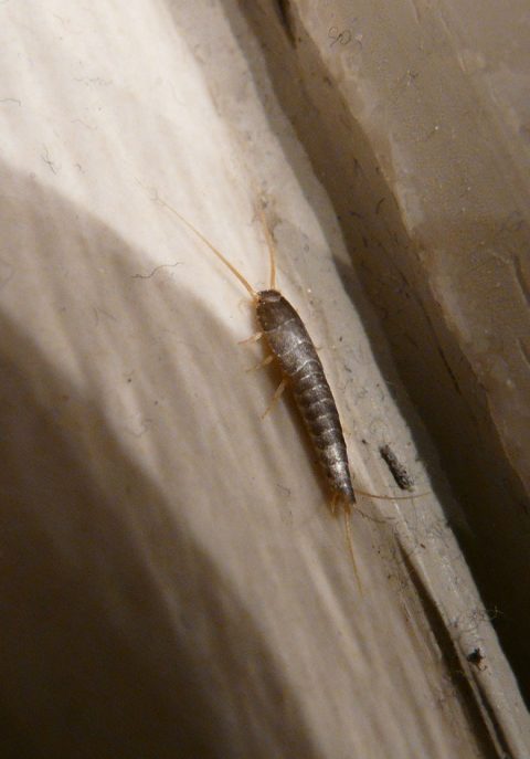 Tuholaistorjunta Oulu ja ympäristökunnat | Torjuntavoitto